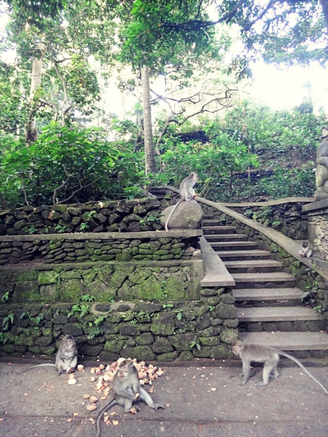 8 Best Things To Do in Ubud - Lush Palm