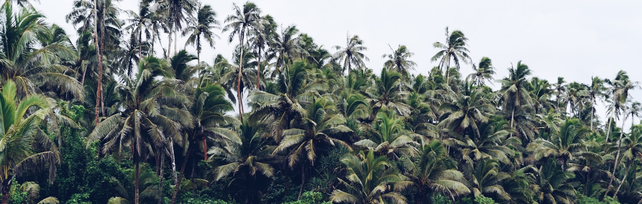 About Lush Palm / Surf Travel and Lifestyle for the Modern Surfer